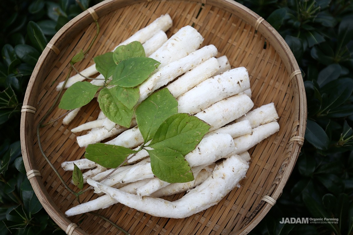 Deodeok (Korean Bellflower Root)