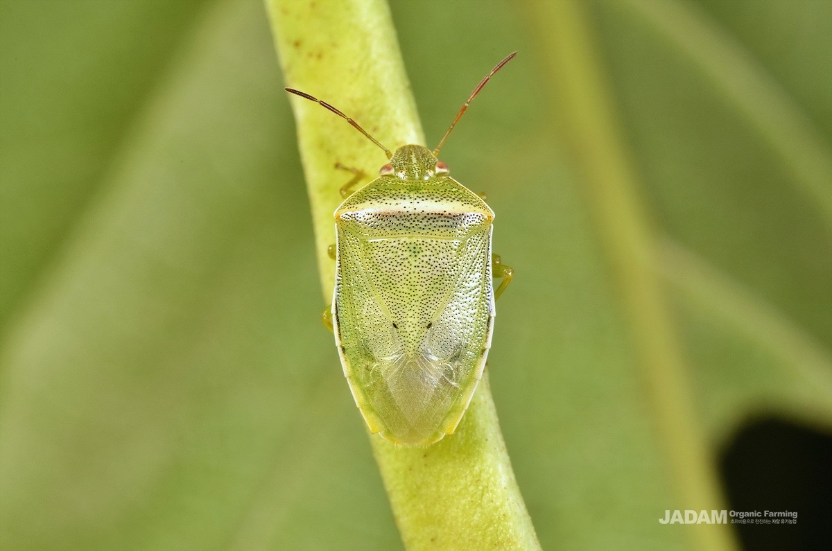 Green Stink Bug