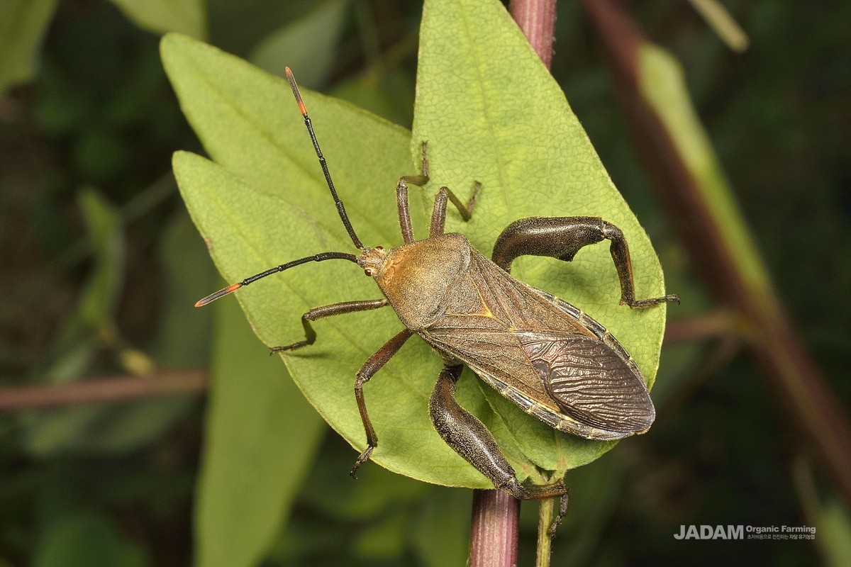 Dallas’s leaf-footed bug