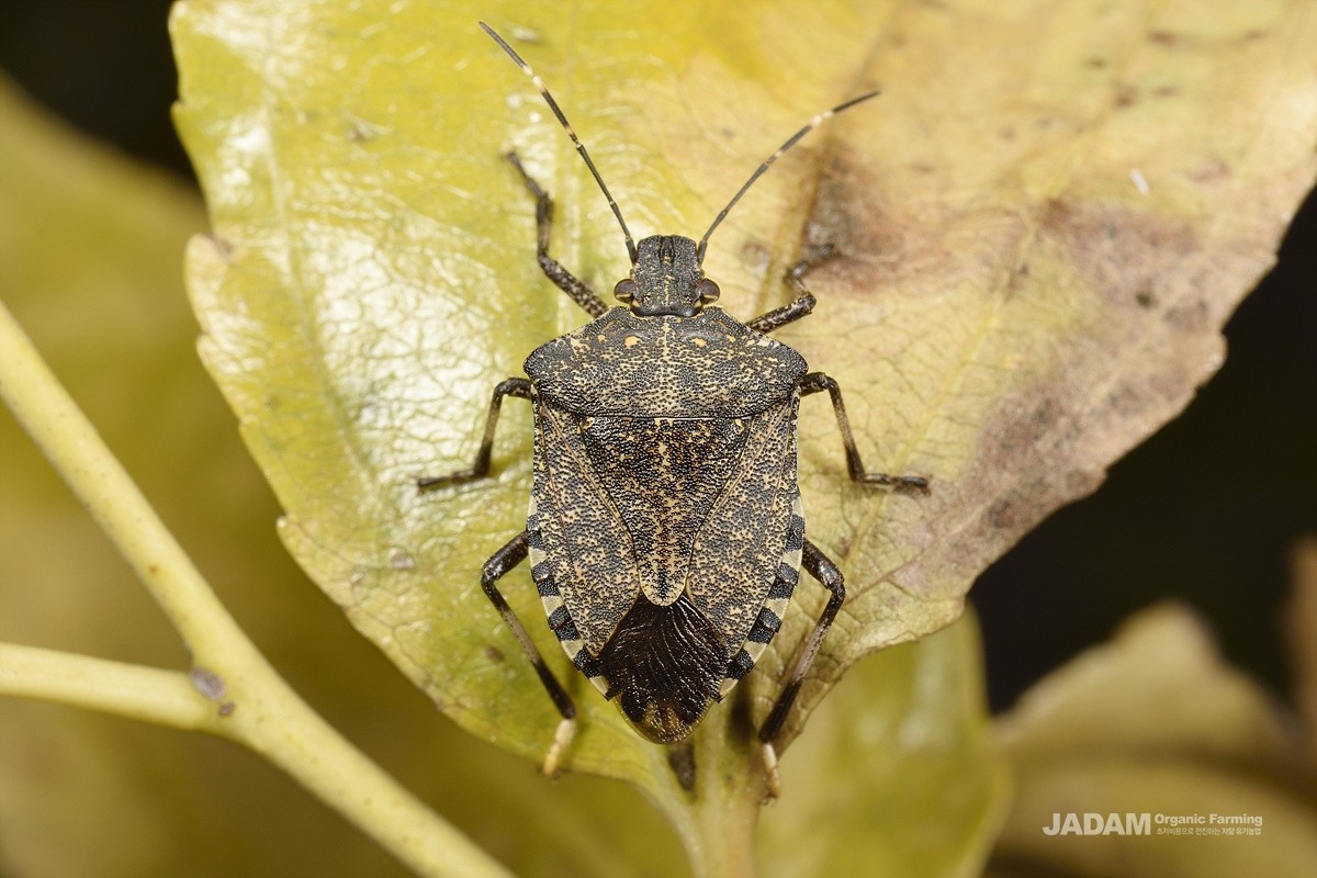 Brown Marmorated Stink Bug
