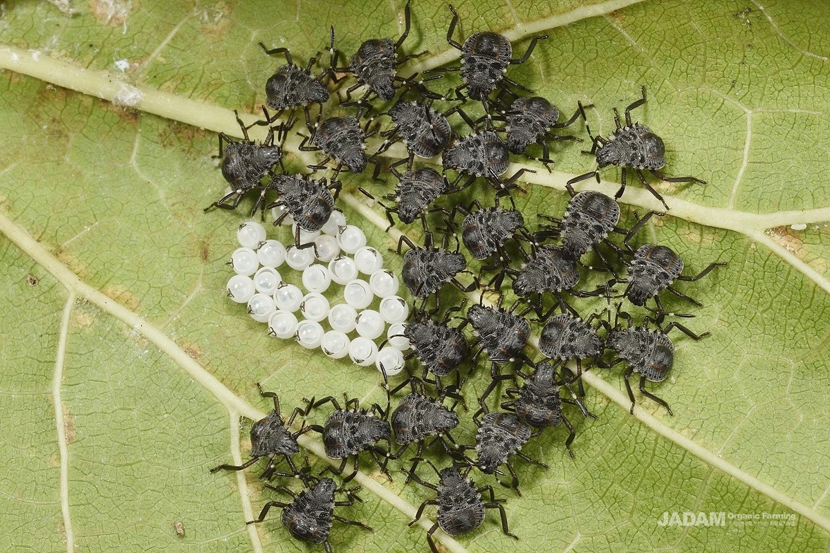 Brown Marmorated Stink Bug