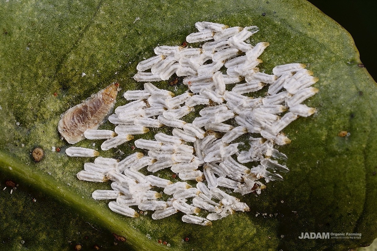Arrowhead scale