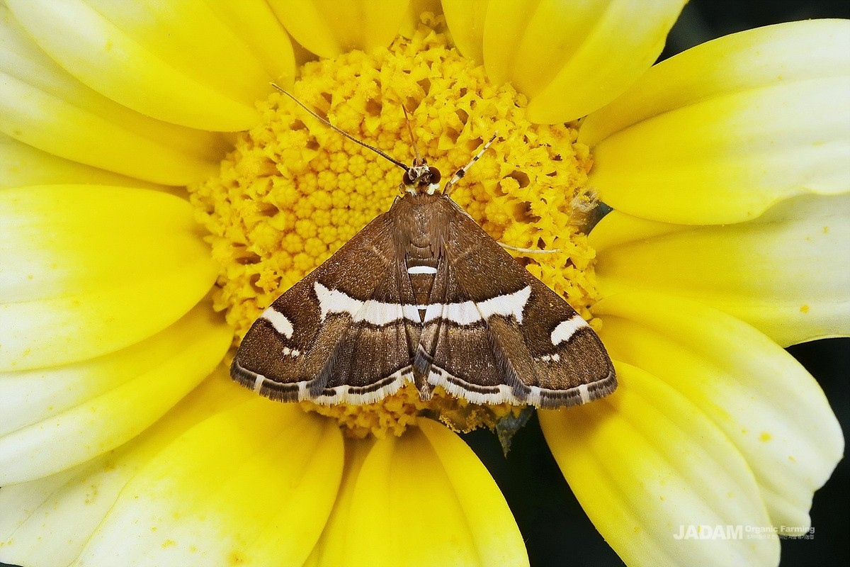Southern Beet Webworm Moth