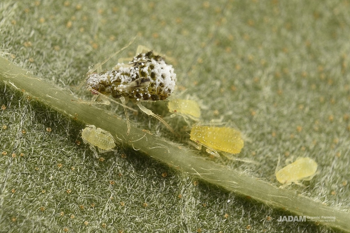 Chestnut Apid