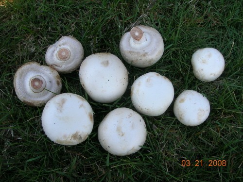 Medicinal Mushroom Story: Button Mushroom