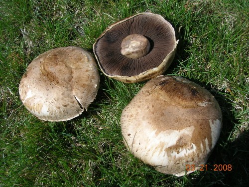 Medicinal Mushroom Story: Button Mushroom