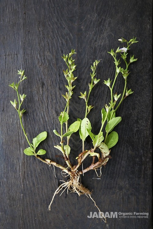 Japanese Mazus