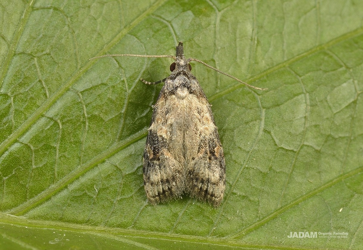 Peach Fruit Moth