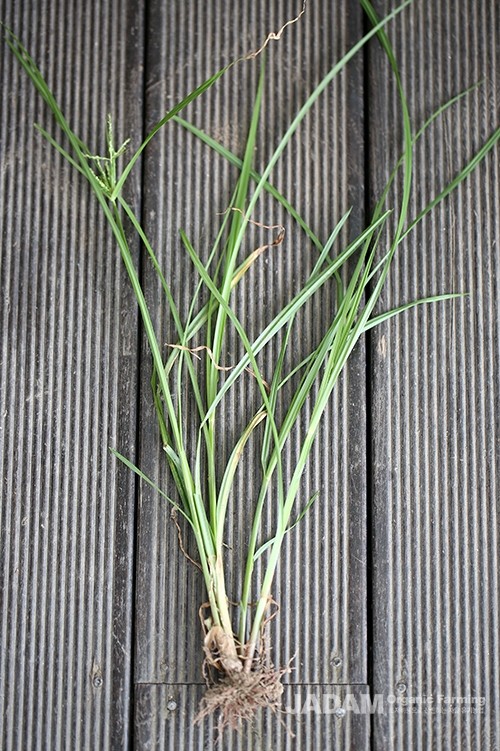 Golden Sedge