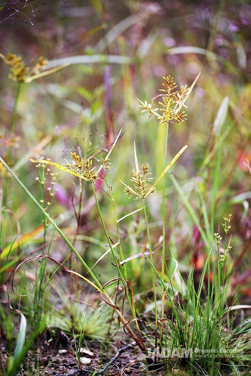 Golden Sedge