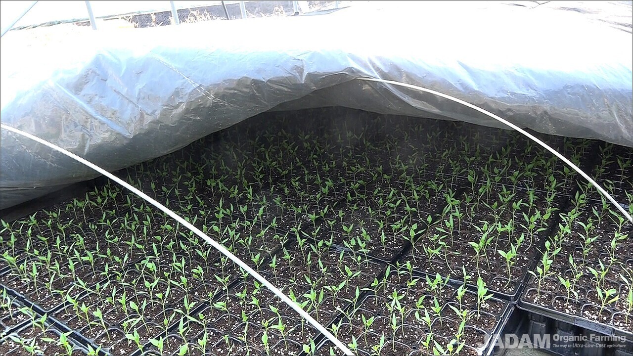 Switching to JADAM Drastically Reduces Pesticide Costs Compared to ...